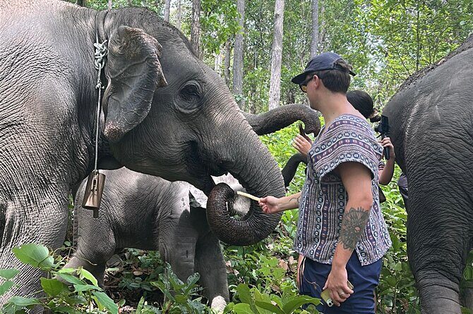 Chiang Mai 1 Day: Elephant Sanctuary, Waterfall & Bamboo Rafting - Who Should Consider This Tour?