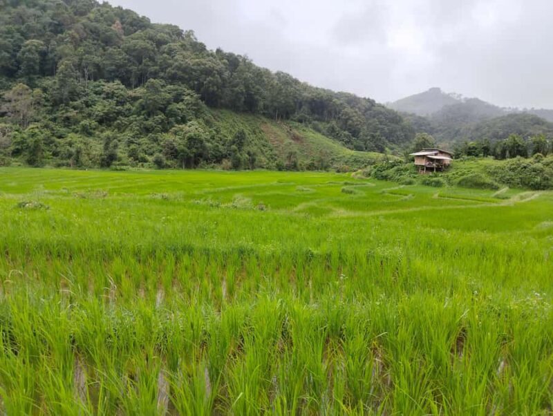 Chiang Mai: 2-Days Chiang Mai Hill tribe Trek - An Overview of the 2-Day Chiang Mai Hill Tribe Trek