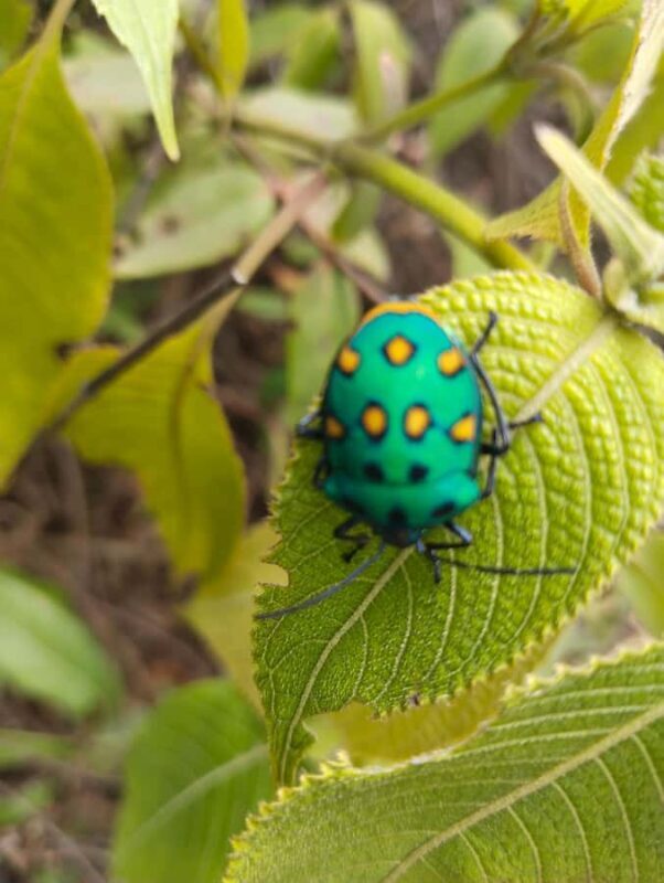 Chiang Mai: 2-Days Chiang Mai Hill tribe Trek - FAQs