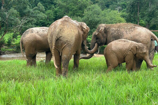 Chiang Mai 3 in 1 Zipline, Elephants and Sticky Waterfall - The Sum Up