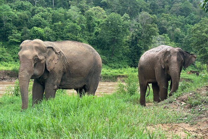 Chiang Mai 3 in 1 Zipline, Elephants and Sticky Waterfall - FAQ