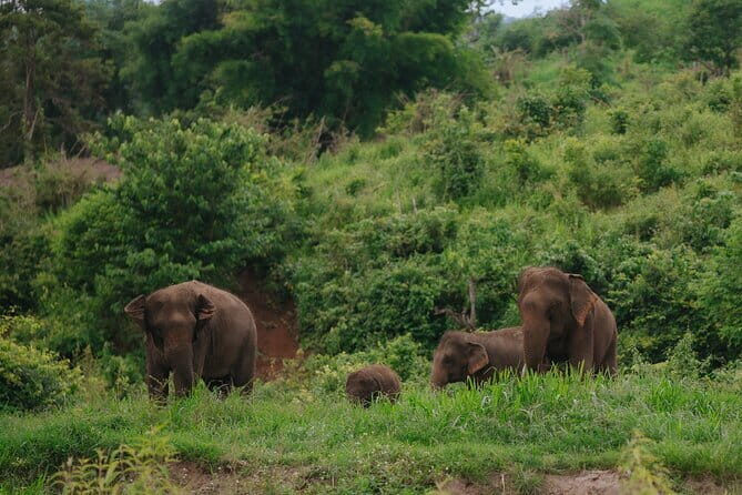 Chiang Mai 4 in 1 : 2 days - 1 Nights. Elephants Camp + Adventure - Transportation and Convenience