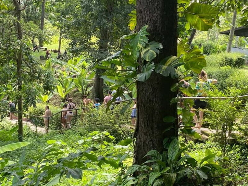 Chiang Mai: Afternoon Bua Tong Sticky Waterfall by Red Taxi - Who Will Love This Tour?