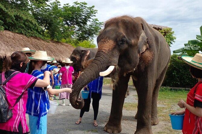 Chiang Mai Chapulin Elephant Care and Sticky Waterfall - Exploring the Elephant Sanctuary Experience