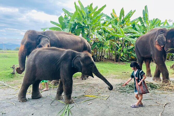 Chiang Mai Chapulin Elephant Care and Sticky Waterfall - The Sum Up: Who is This Tour Best For?