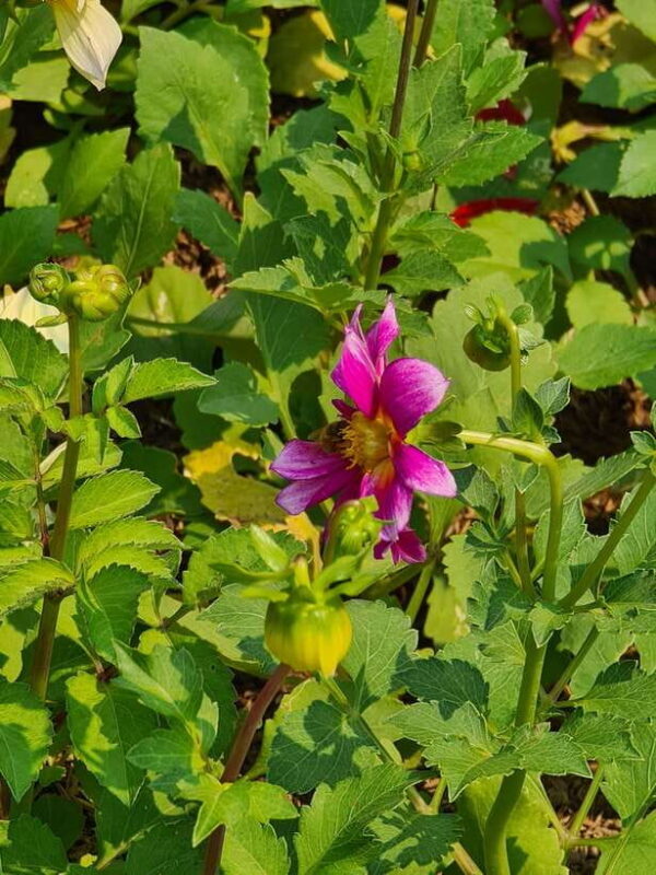 Chiang Mai: Dantewada Land of Angels & Sticky Waterfall Tour - FAQ