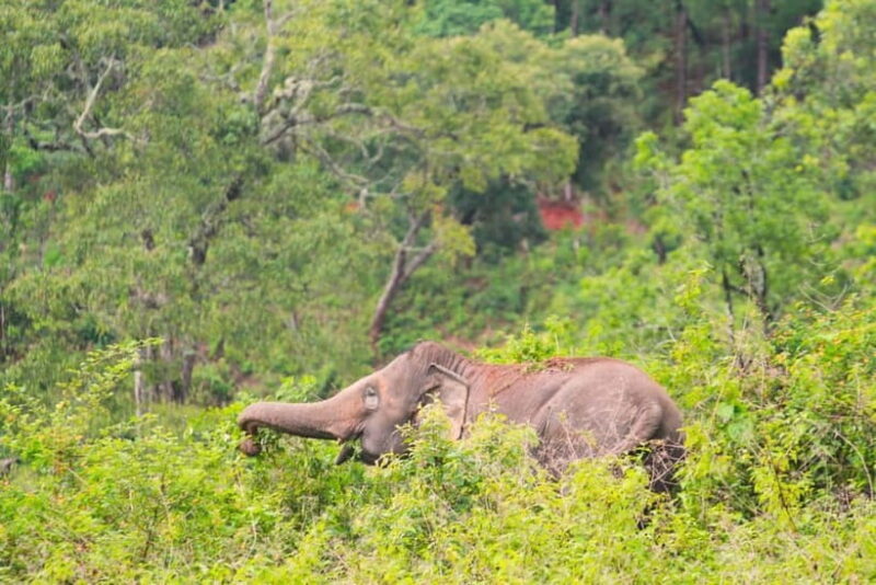 Chiang Mai: Day for Elephant Observation Only Half-day Trip - FAQs