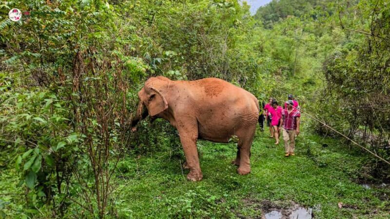 Chiang Mai: Doi Inthanon and Elephant Sanctuary Tour & Hike - Key Points
