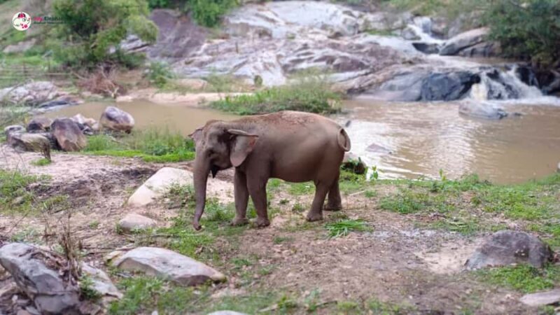 Chiang Mai: Doi Inthanon and Elephant Sanctuary Tour & Hike - Who Will Love This Tour?