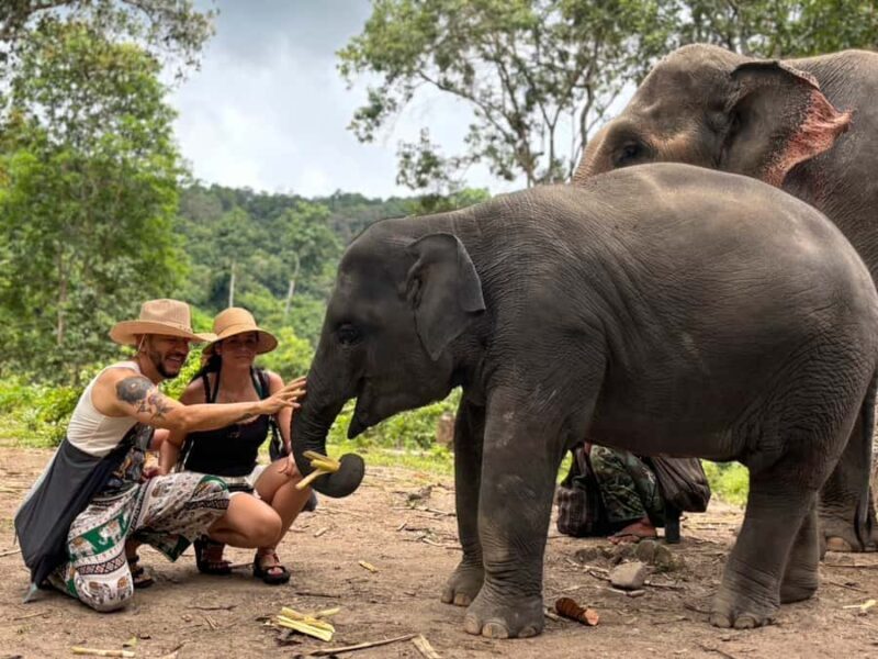 Chiang Mai: Doi Inthanon and Elephant Sanctuary Tour - Final Thoughts