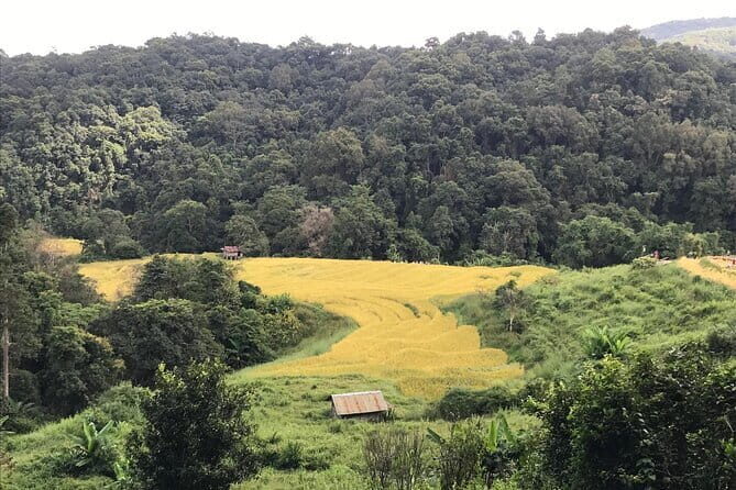 Chiang Mai Doi Inthanon National Park Day Tour - Stop 5: Hiking the Pha Dok Siew Trail