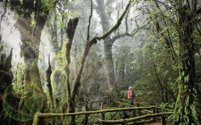 Chiang Mai: Doi Inthanon National Park Sightseeing Only - The Itinerary Breakdown: What to Expect