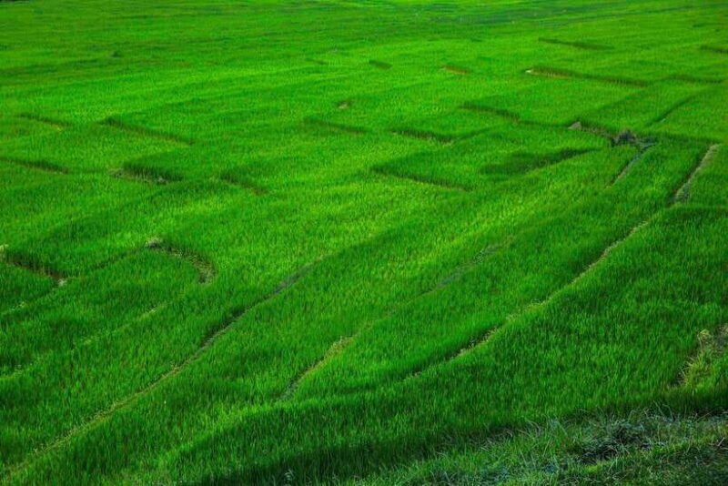 Chiang Mai: Doi Inthanon National Park, Waterfall & Lunch - Practical Tips & What to Bring