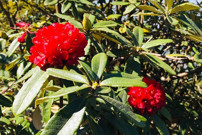 Chiang Mai Doi Inthanon Nature, Culture & Highest Point - Transportation and Comfort