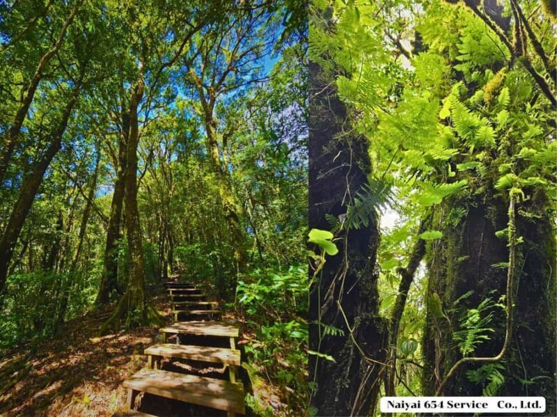 Chiang Mai: Doi Inthanon One-Day Tour with a Private Driver - Practical Aspects and Considerations