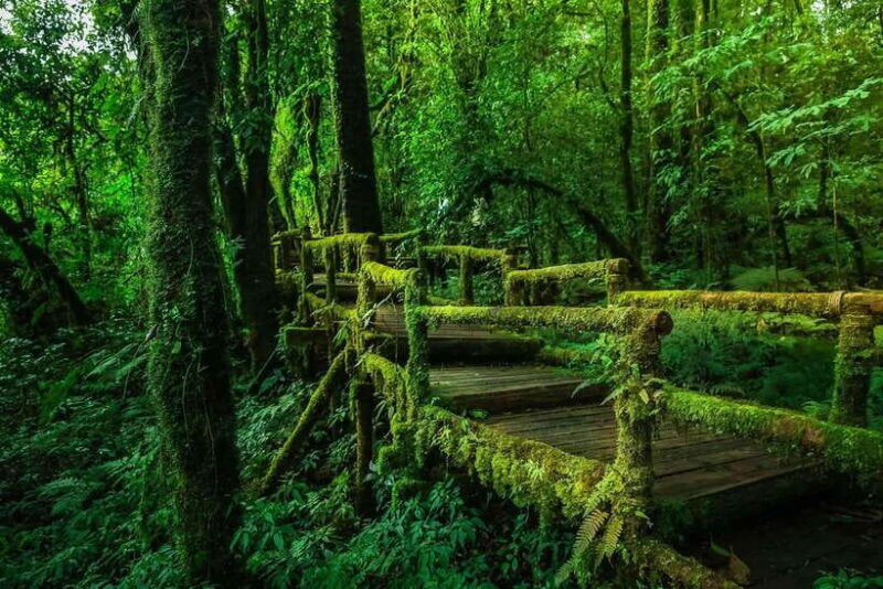 Chiang Mai: Doi Inthanon Park Tour & Kew Mae Pan Trail Hike - Practical Details and Booking Considerations