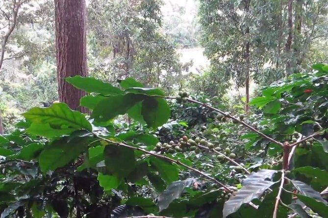 CHIANG MAI: Doi Inthanon-Trekking Pha Dok Seaw-Waterfall-Lunch - Who Should Consider This Tour?