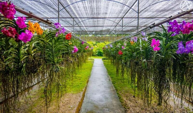 Chiang Mai: Doi Suthep, Orchid Farm and Waterfall with Lunch - Who Will Love This Tour?