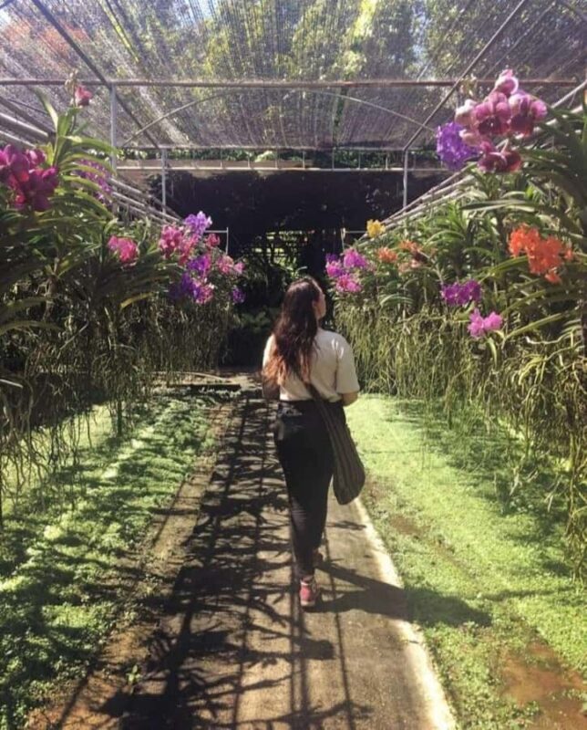 Chiang Mai: Doi Suthep, Orchid Farm and Waterfall with Lunch - The Sum Up