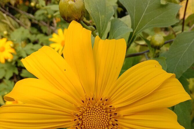 Chiang Mai: Doi Suthep Summit Trek 7 Hour Pure Hiking Adventure - Final Recommendations