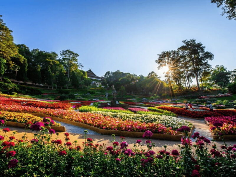 Chiang Mai: Doi Tung, Doi Mae, Salong Day Trip with Driver - Key Points