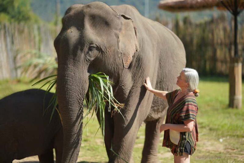 Chiang Mai: Elephant Care Mae Win&15 Ziplines-Tribe-Coffee - Key Points