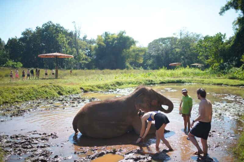 Chiang Mai: Elephant Care Mae Win&15 Ziplines-Tribe-Coffee - Insights from Reviews