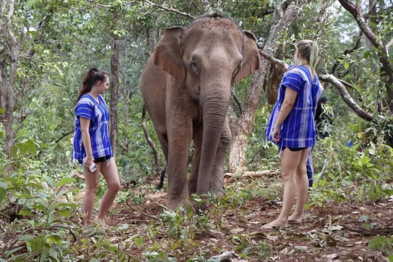 Chiang Mai: Elephant Dream Project Sanctuary - Full Day - Key Points