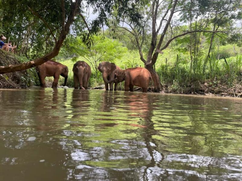 Chiang Mai: Elephant Dream Project Sanctuary - Full Day - A Deep Dive into the Experience