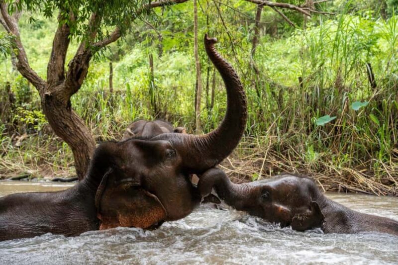 Chiang Mai: Elephant Dream Project Sanctuary - Full Day - Who Should Consider This Tour?