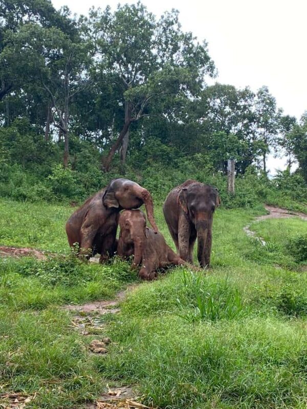 Chiang Mai: Elephant Dream Project Sanctuary - Full Day - Final Thoughts