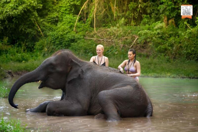 Chiang Mai Elephant Jungle Sanctuary &Mama Noi Cooking Class - An Authentic Day with Elephants and Thai Flavors