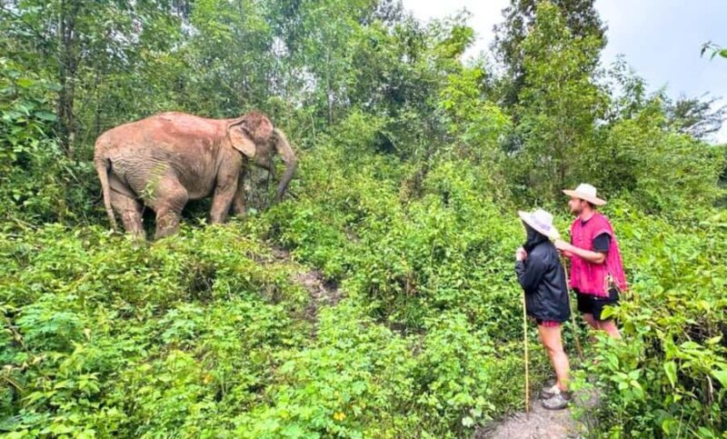 Chiang Mai: Elephant Observation & Wang River Bamboo Rafting - Pricing & Value