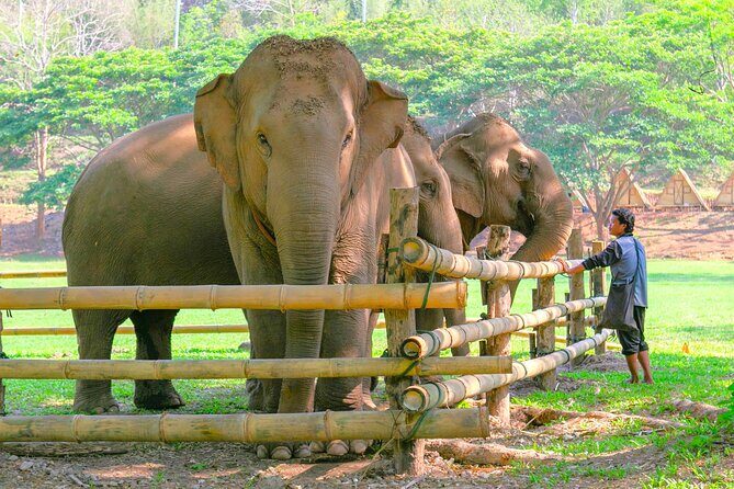 Chiang Mai Elephant Sanctuary and Sticky Waterfall Day Tour - Key Points