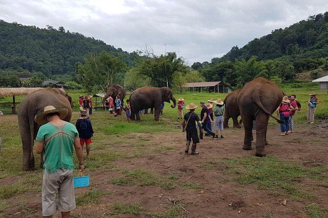 Chiang Mai Elephant Sanctuary and Temples Tour in Spanish - An In-Depth Look at the Experience