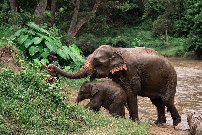 Chiang Mai Elephant Sanctuary, Bamboo Rafting and Waterfall Tour - Key Points