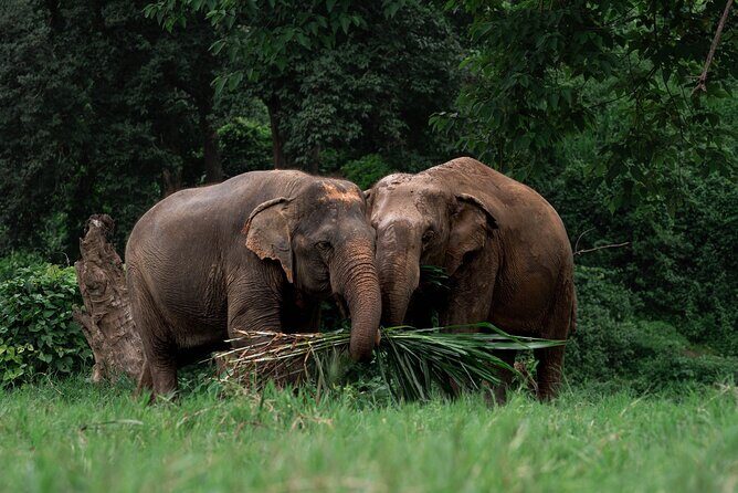 Chiang Mai Elephant Sanctuary, Bamboo Rafting and Waterfall Tour - A Thorough Review of the Chiang Mai Elephant Sanctuary, Waterfalls, and Bamboo Rafting Tour