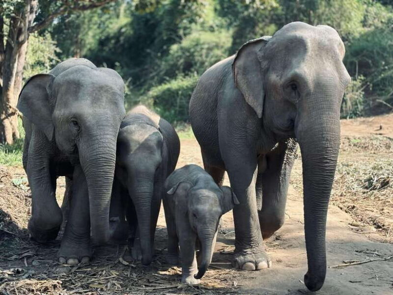 Chiang Mai: Elephant Sanctuary Feeding Program Half-Day Tour - What to Expect from the Tour