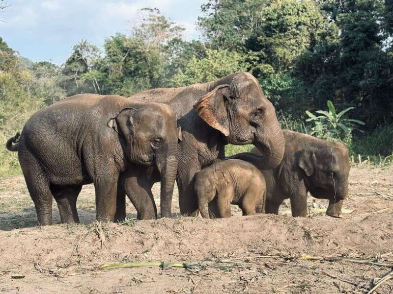 Chiang Mai: Elephant Sanctuary Feeding Program Half-Day Tour - The Value of This Tour