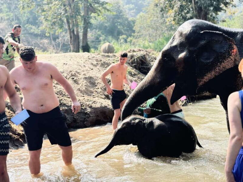 Chiang Mai: Elephant Sanctuary Feeding Program Half-Day Tour - Real Experiences from Reviewers