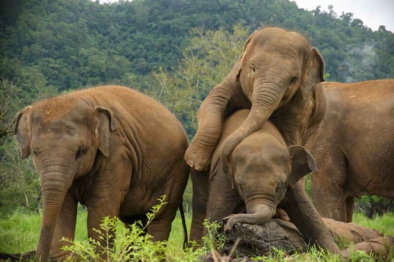 Chiang Mai: Elephant Sanctuary Guided Tour in Spanish - Key Points