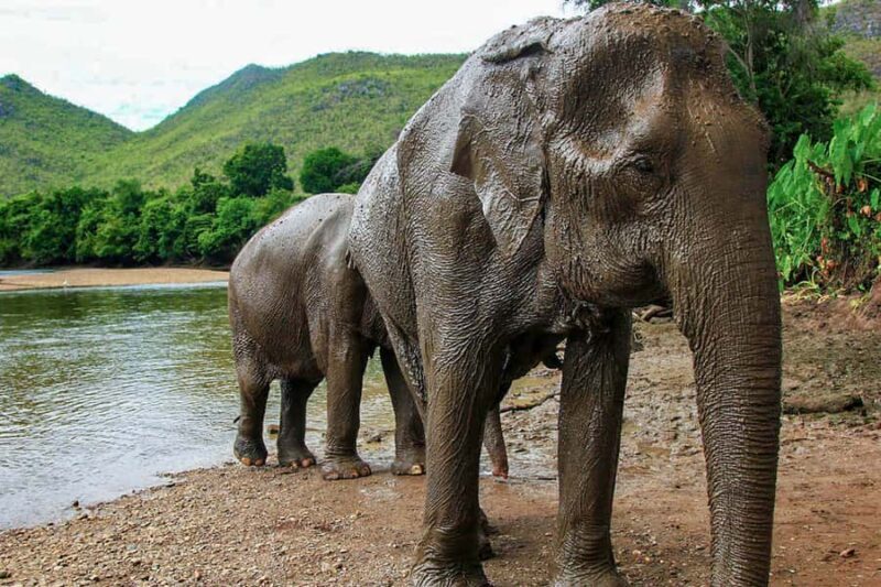 Chiang Mai: Elephant Sanctuary Guided Tour in Spanish - Final Thoughts