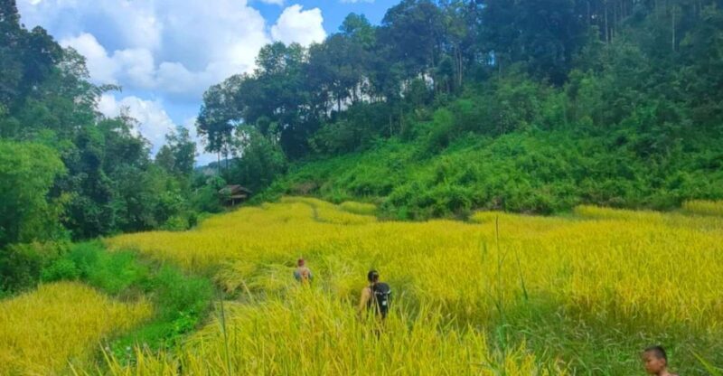 Chiang Mai: Elephant Sanctuary & Jungle Trek w/ Waterfall - Key Points