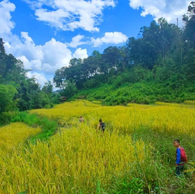 Chiang Mai: Elephant Sanctuary & Jungle Trek w/ Waterfall - A Look at the Itinerary and What to Expect