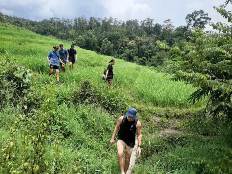 Chiang Mai: Elephant Sanctuary & Jungle Trek w/ Waterfall - Authentic Reviews and Real Experiences