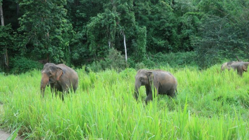 Chiang Mai: Elephant Sanctuary & Jungle Trek w/ Waterfall - Who Will Love This Tour?