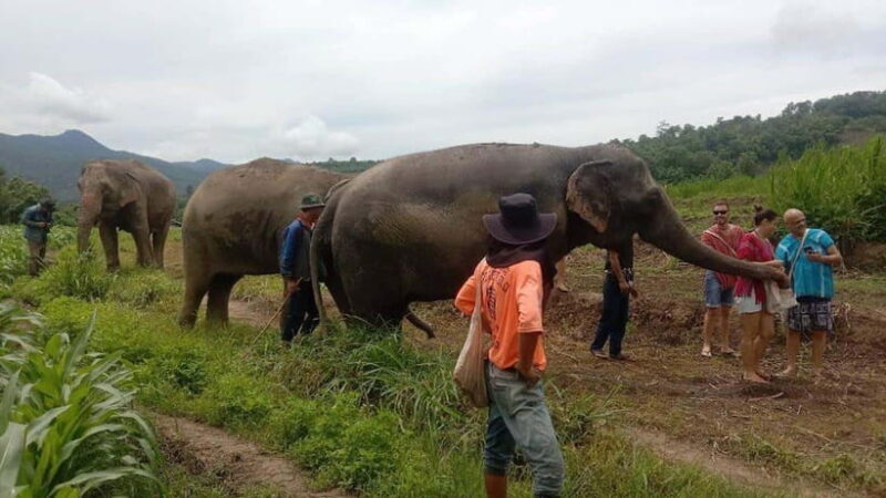 Chiang Mai: Elephant Sanctuary Local Hill Tribe Caretakers - An Honest Look at the Experience