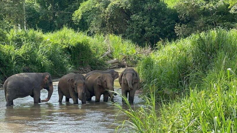 Chiang Mai: Elephant Sanctuary, Monk Trail & Doi Suthep Tour - The Practicalities & What to Pack