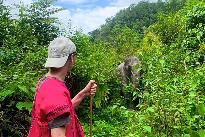 Chiang Mai: Elephant Sanctuary Observation, Doi Inthanon & Hiking - An In-Depth Look at Your Day in Chiang Mai