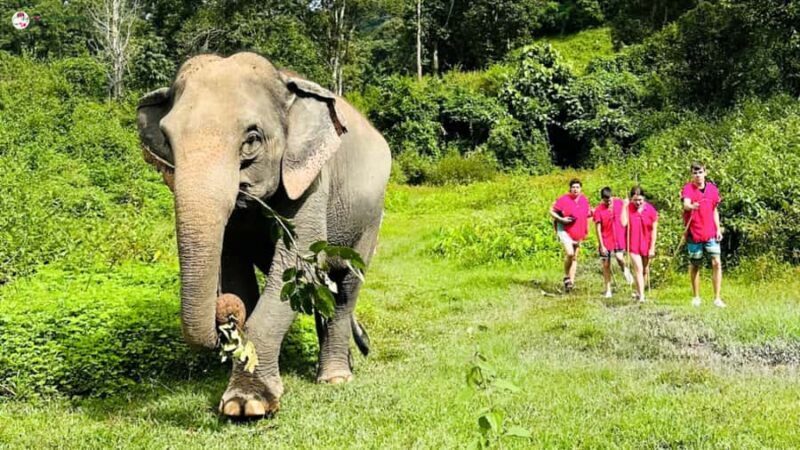 Chiang Mai: Elephant Sanctuary & Suthep Temple Sunrise View - A Detailed Look at the Experience
